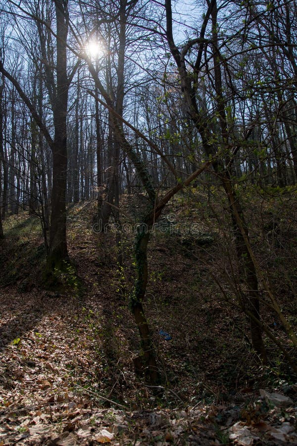 Spring in a forest stock image. Image of scenics, outdoors - 87759631