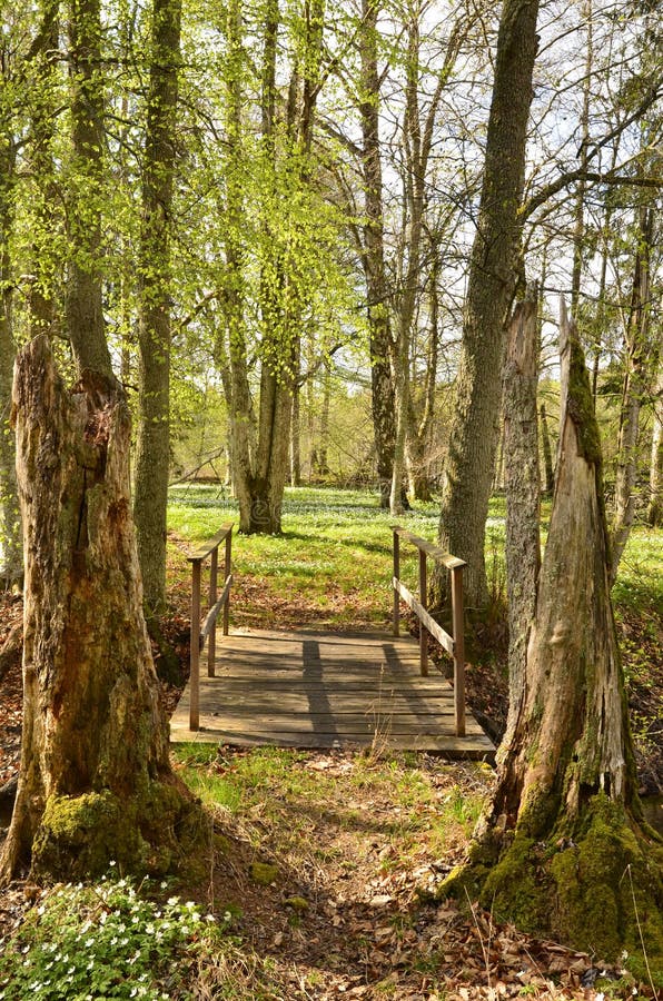 Spring forest stock photo. Image of natural, spring, leaf - 30934304