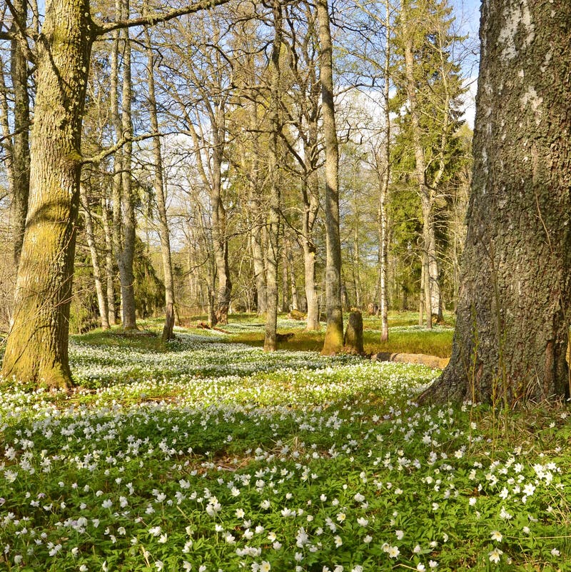Spring forest stock image. Image of sweden, scandinavia - 30934313
