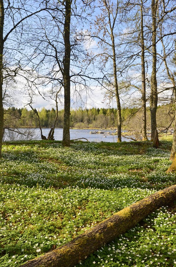 Spring forest stock photo. Image of spring, springtime - 30934318