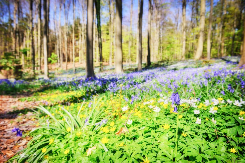 Spring Forest Covered with Bluebells Stock Image - Image of bright ...