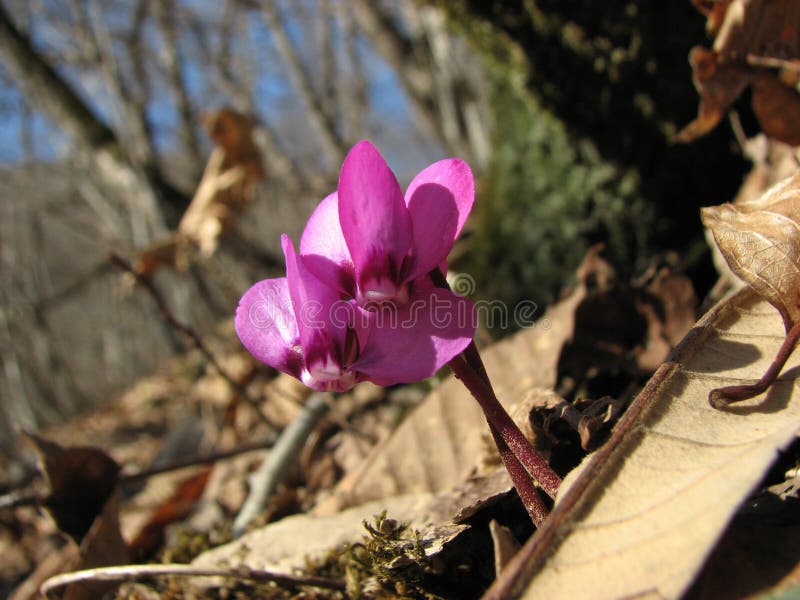 Spring in the forest stock photo. Image of beeches, spring - 38750482