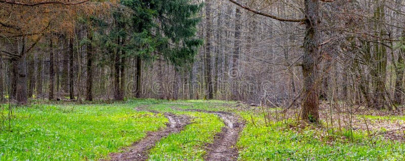 Spring Forest with a Dirt Road and Young Grass on the Lawn Stock Image ...