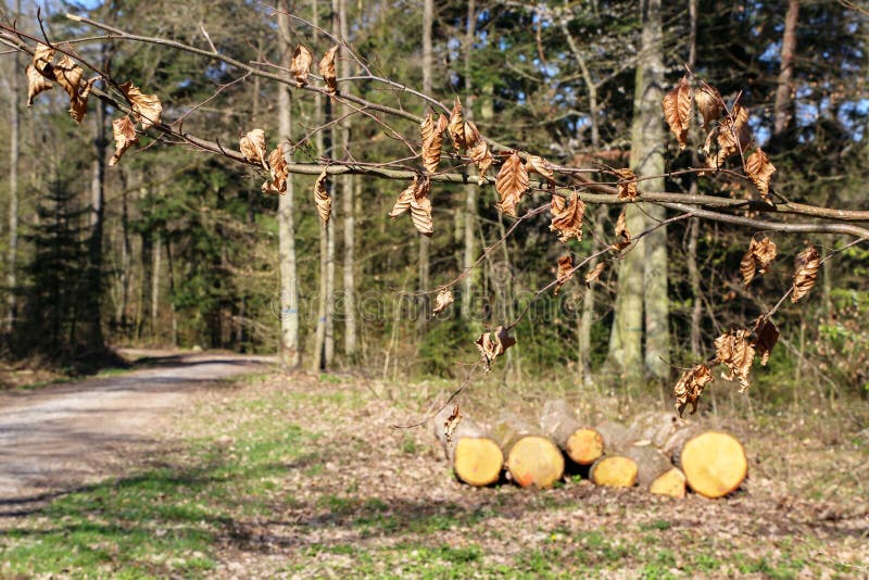 Landscape. Spring Forest in the Early Morning Stock Image - Image of ...