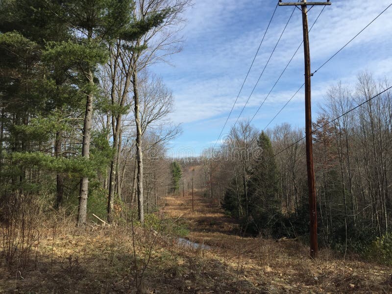 Spring forest stock photo. Image of trees, hike, fallen - 87526752