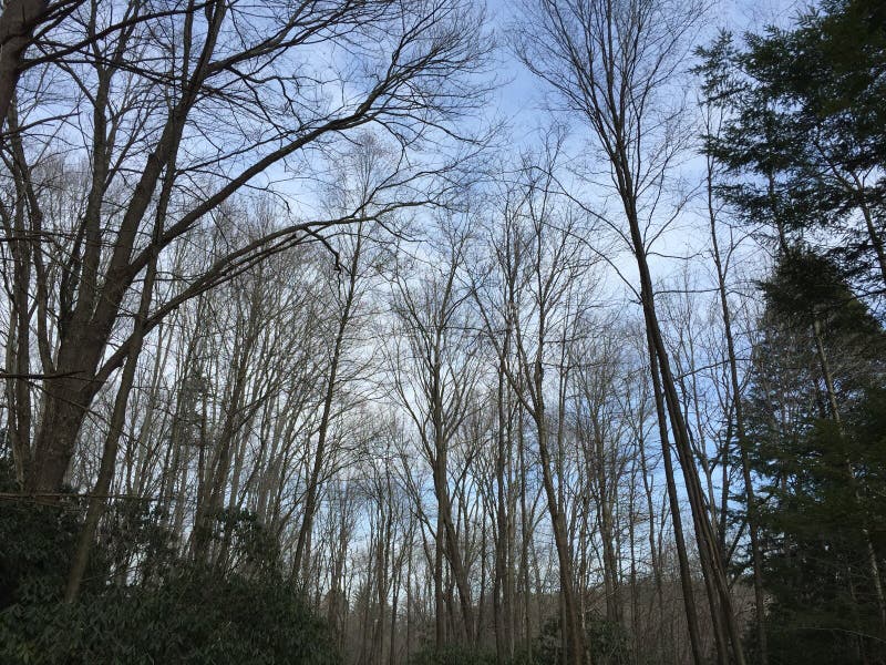 Spring forest stock photo. Image of small, lake, leaves - 87608190