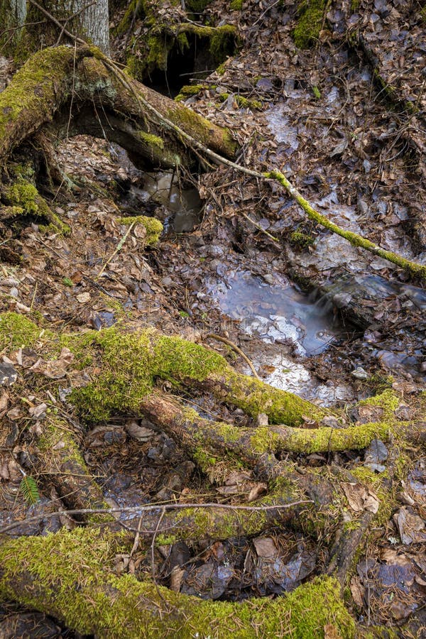 Spring Forest with Fallen Trees and a Stream Stock Photo - Image of ...