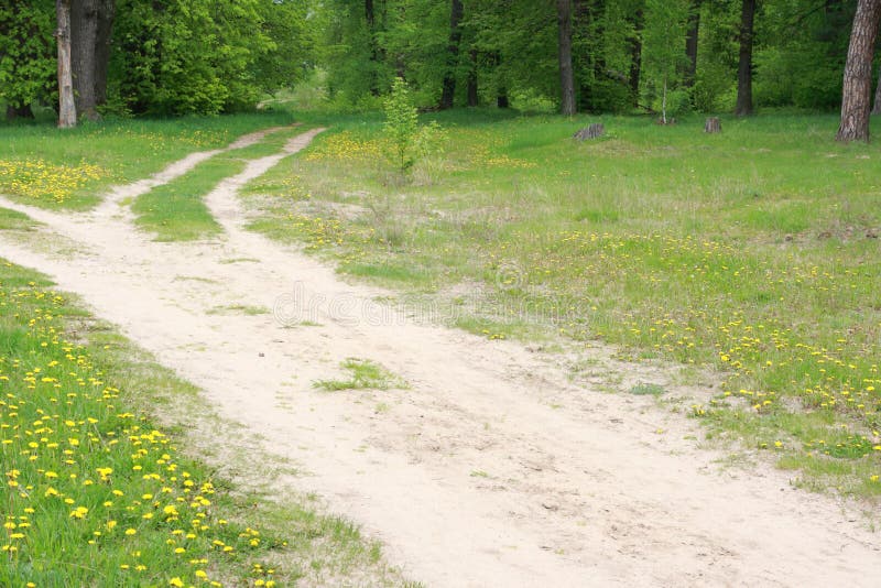 Spring in forest. Finland. stock image. Image of flowers - 22760519
