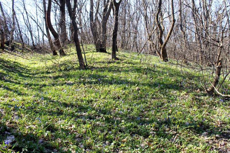 Spring forest stock image. Image of brown, environment - 39131619