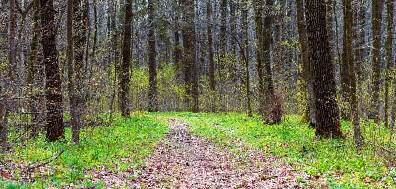 Spring Forest with the First Greenery. Road in the Spring Forest Stock ...