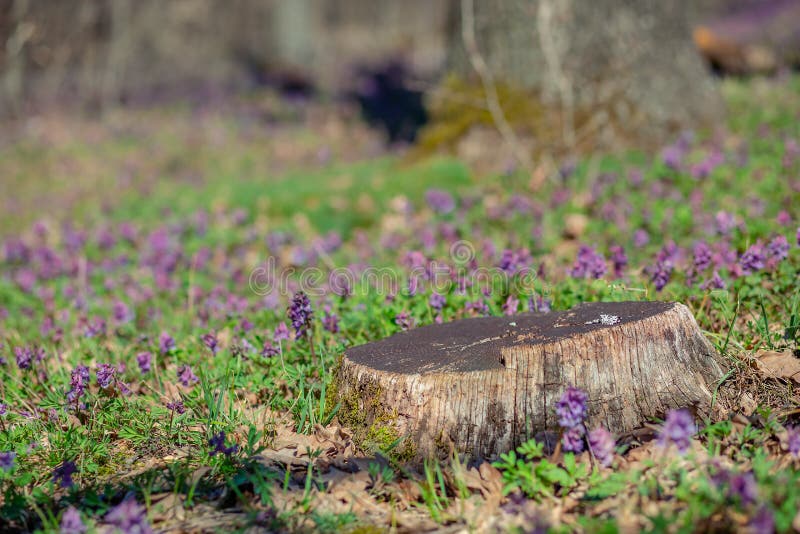 Spring Forest. the First Spring Flowers in the Forest Stock Photo ...