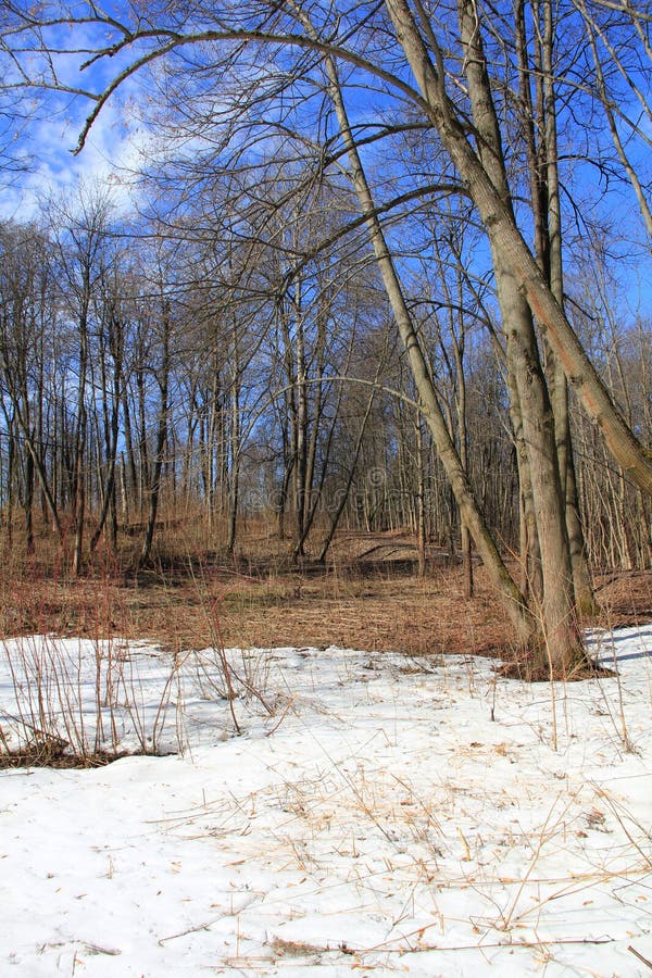 Spring forest five stock image. Image of cold, earth - 114524995