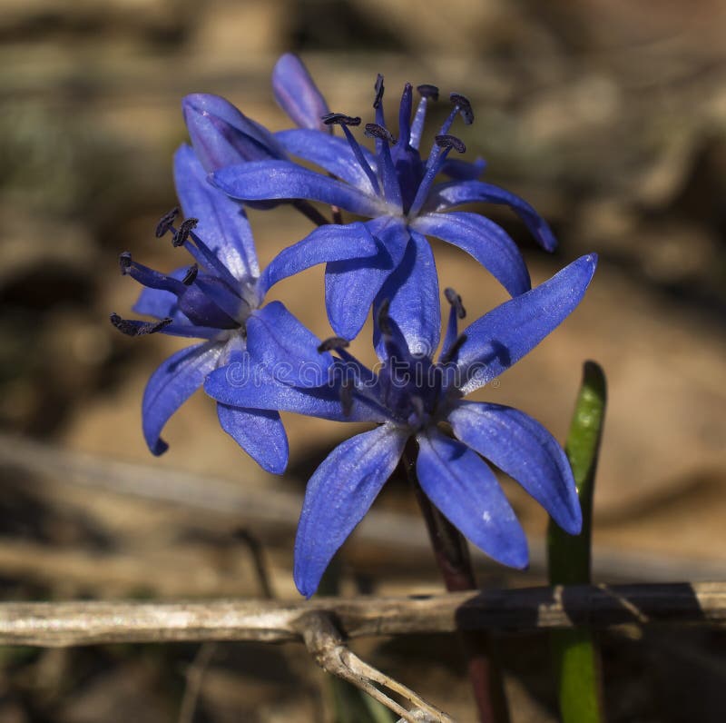 Spring forest flower stock photo. Image of flora, beauty - 51743768