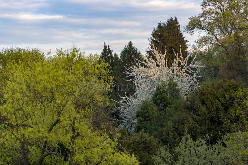 Spring Forest with Flowering Fruit Trees Top View Stock Image - Image ...