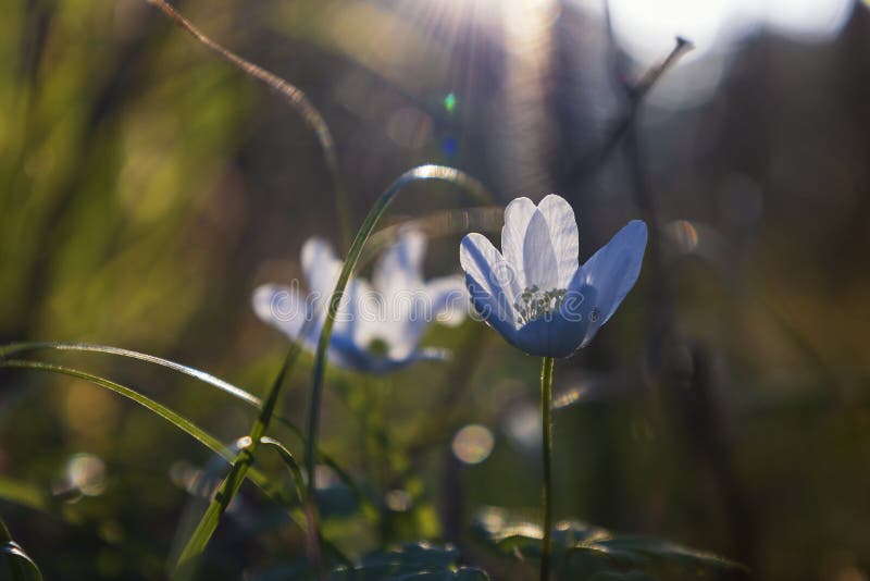 White Forest Flower Close-up. Stock Image - Image of sunny, ecology ...