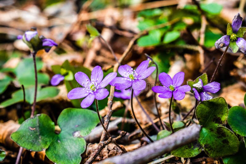 Spring Forest Purple Flowers in the Czech Natural Wood Stock Image ...