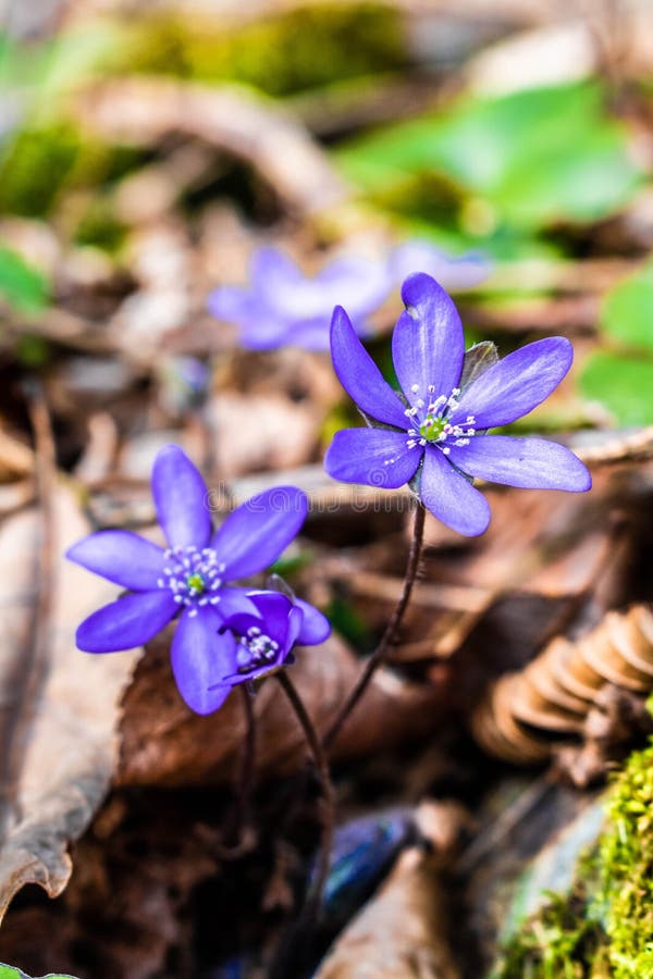 Spring Forest Purple Flowers in the Czech Natural Wood Stock Photo ...