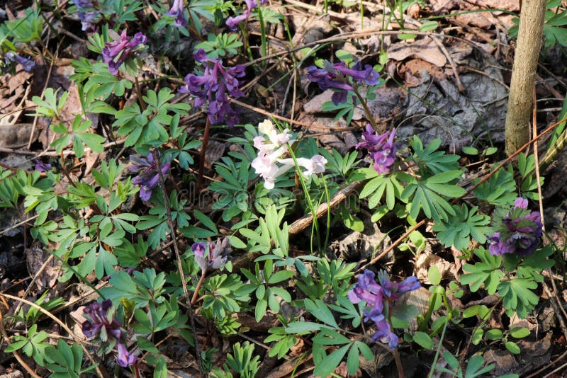 Spring Forest Flowers. Glades with White and Purple Flowers Stock Photo ...