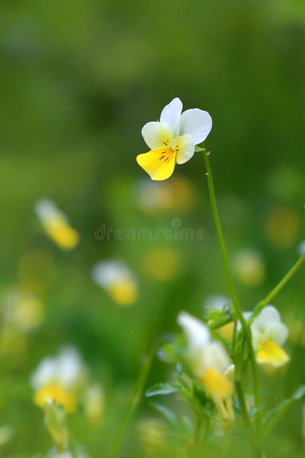 Spring Forest Flowers in Grass. Stock Image - Image of floral, bloom ...