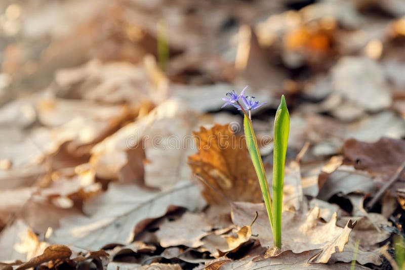 Spring forest flowers stock photo. Image of anemone, leaves - 67682362