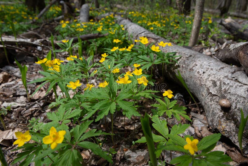 Spring Forest with Flowers at the Trunk of a Fallen Tree Stock Image ...