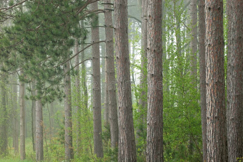 Spring Forest in Fog stock photo. Image of wilderness - 19584806