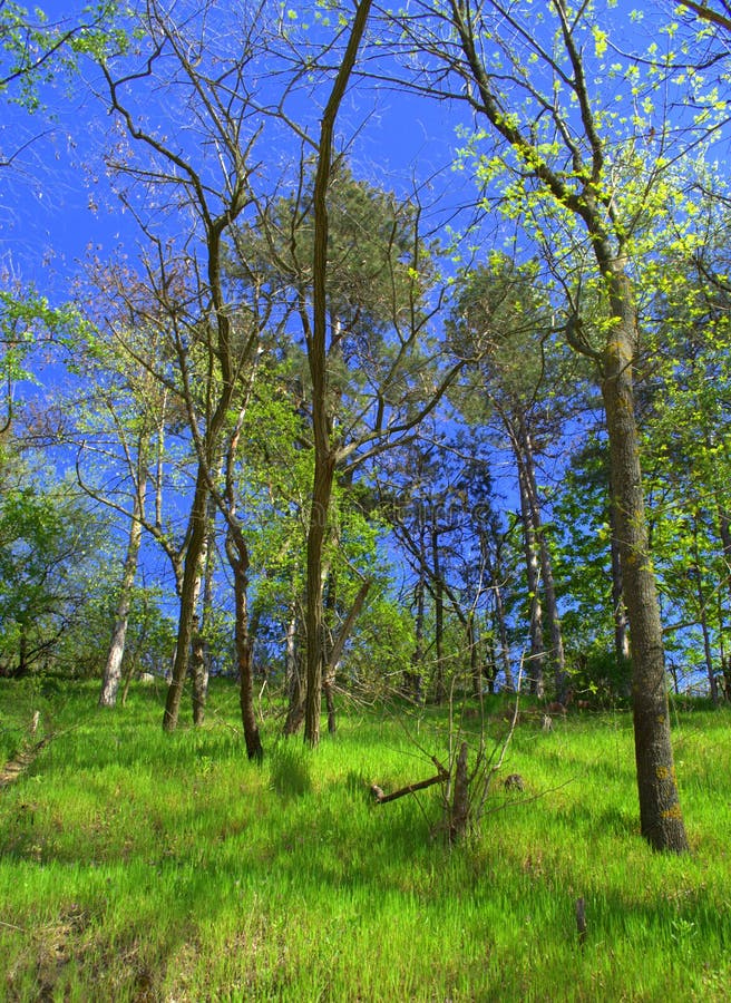 Spring forest stock photo. Image of nature, trees, forest - 49736408