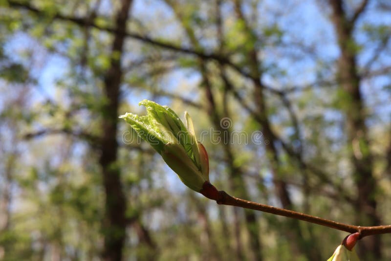 The Appearance of New Leaves Stock Image - Image of buckeyes, leaf ...