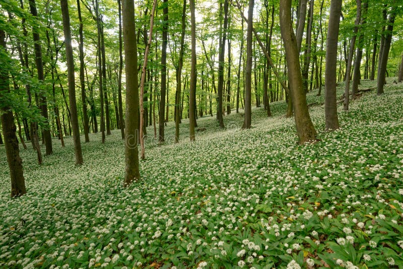 Bear Garlic in the Spring Forest Stock Image - Image of fresh, garlic ...