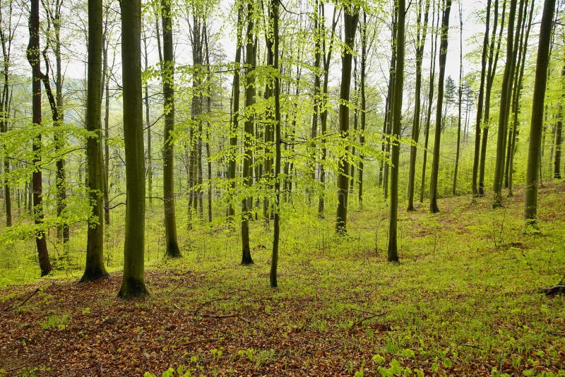 Spring Forest Full of Trees with New Green Leaves Stock Photo - Image ...