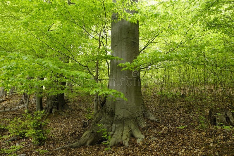 Spring Forest Full of Trees with New Green Leaves, Fresh Green Color ...