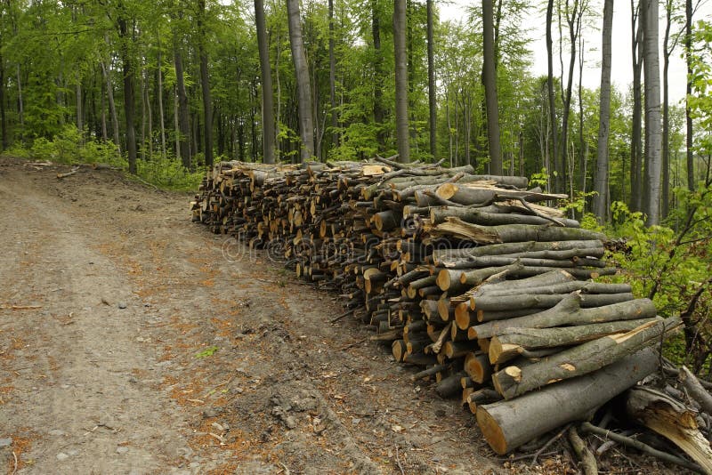 Spring Forest Full of Trees with New Green Leaves, Forest Path with ...