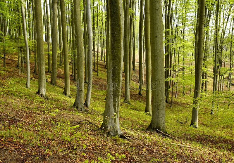 Spring Forest Full of Trees with New Green Leaves Stock Photo - Image ...