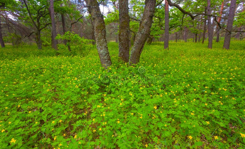 Spring Forest Glade Covered by a Flowers Stock Image - Image of outdoor ...
