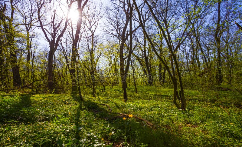 Spring Forest Glade in Light of Sparkle Sun Stock Image - Image of ...