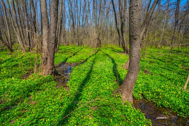 Spring forest glade scene stock photo. Image of park - 90732552