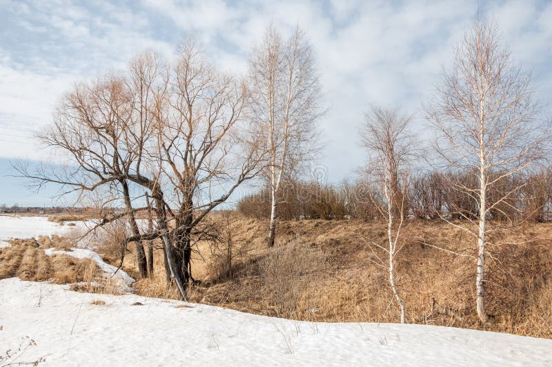 Spring in the Forest, the Grass Withered, the Last Snow, Warm Sp Stock ...