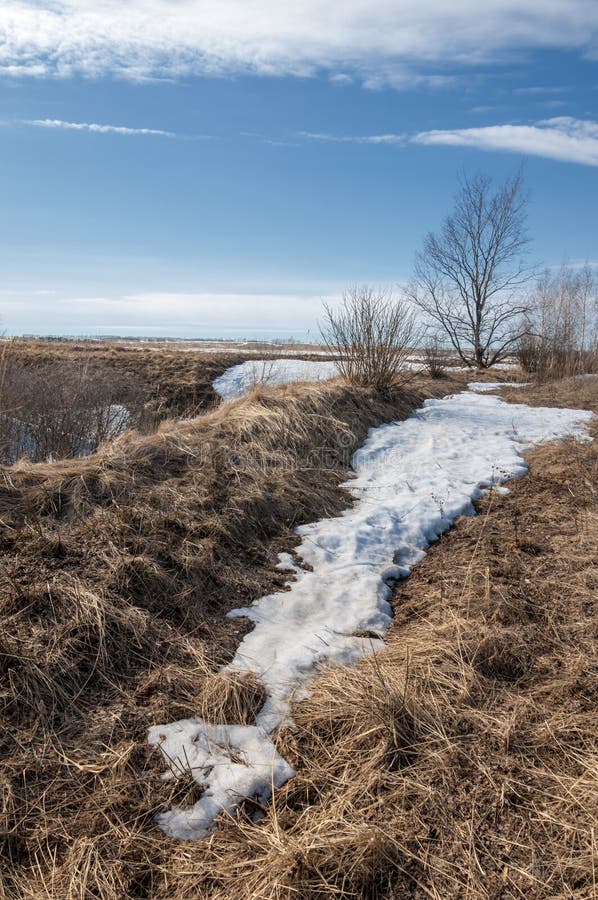 Spring in the Forest, the Grass Withered, the Last Snow, Warm Sp Stock ...