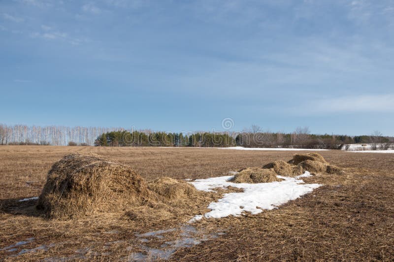 Spring in the Forest, the Grass Withered, the Last Snow, Warm Sp Stock ...