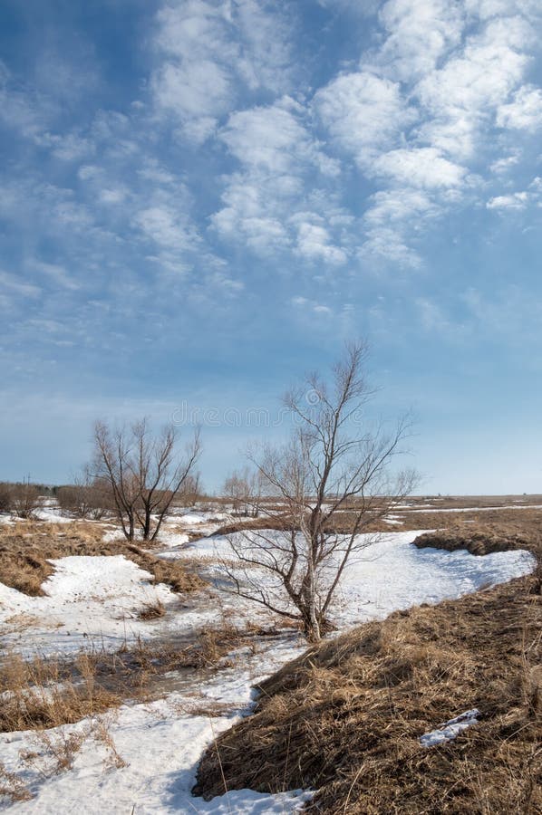 Spring in the Forest, the Grass Withered, the Last Snow, Warm Sp Stock ...