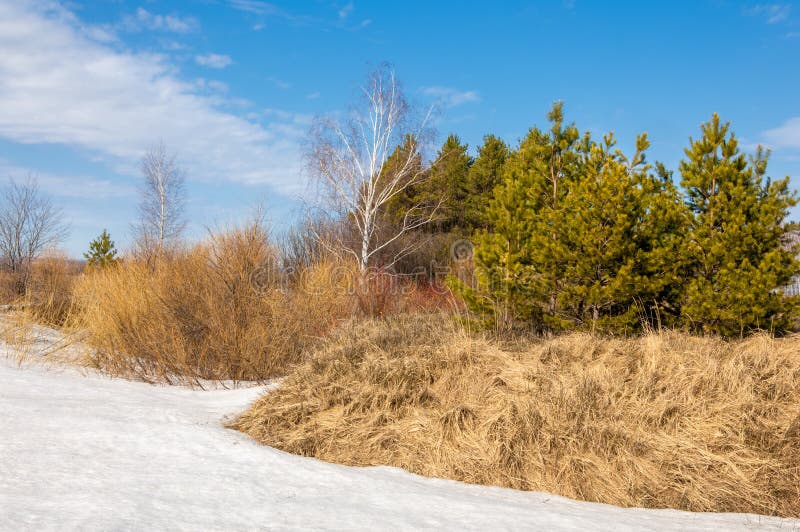 Spring in the Forest, the Grass Withered, the Last Snow, Warm Sp Stock ...