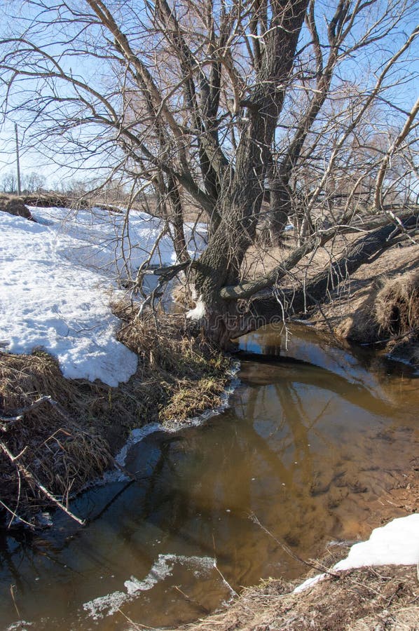 Spring in the Forest, the Grass Withered, the Last Snow, Warm Sp Stock ...