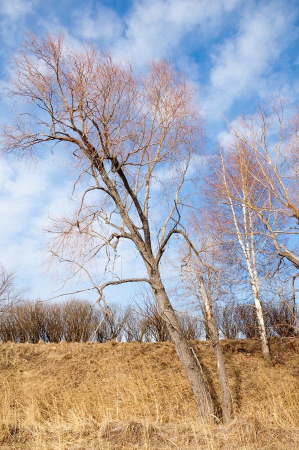 Spring in the Forest, the Grass Withered, the Last Snow, Warm Sp Stock ...