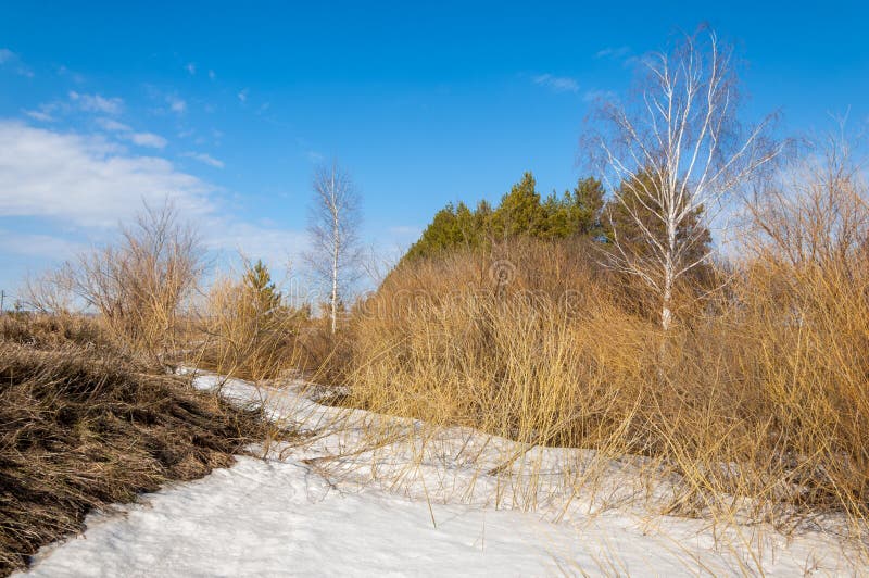Spring in the Forest, the Grass Withered, the Last Snow, Warm Sp Stock ...
