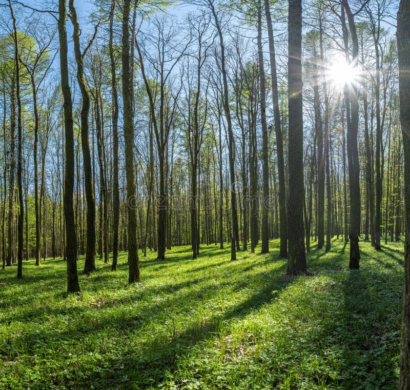 Green Graas and Coin and Still Water Stock Image - Image of nature ...