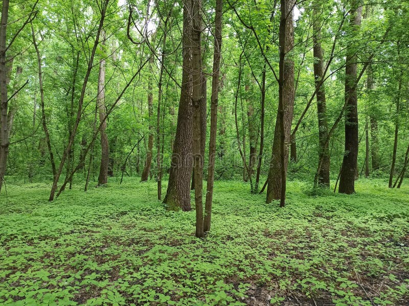 Spring Forest with Green Grass and Trees. Forest Landscape Stock Image ...