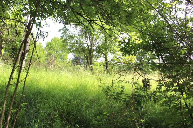 Spring Forest , Green Grass Trees Meadows, New Beginning Stock Image ...