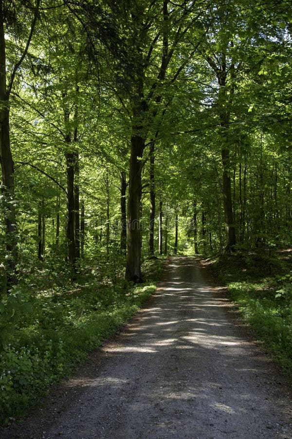 Spring Forest Green Leafs and Sunny Weather Stock Image - Image of ...