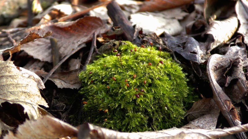 Spring Forest. Green Moss in Dry Foliage. Beginning of Flowering Stock ...