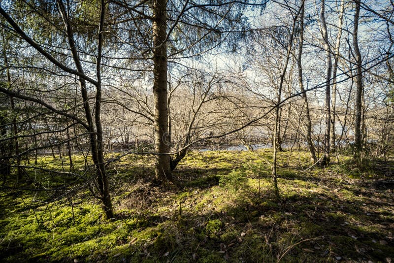 Spring Forest with Green Moss and Sunshine Rays Stock Image - Image of ...